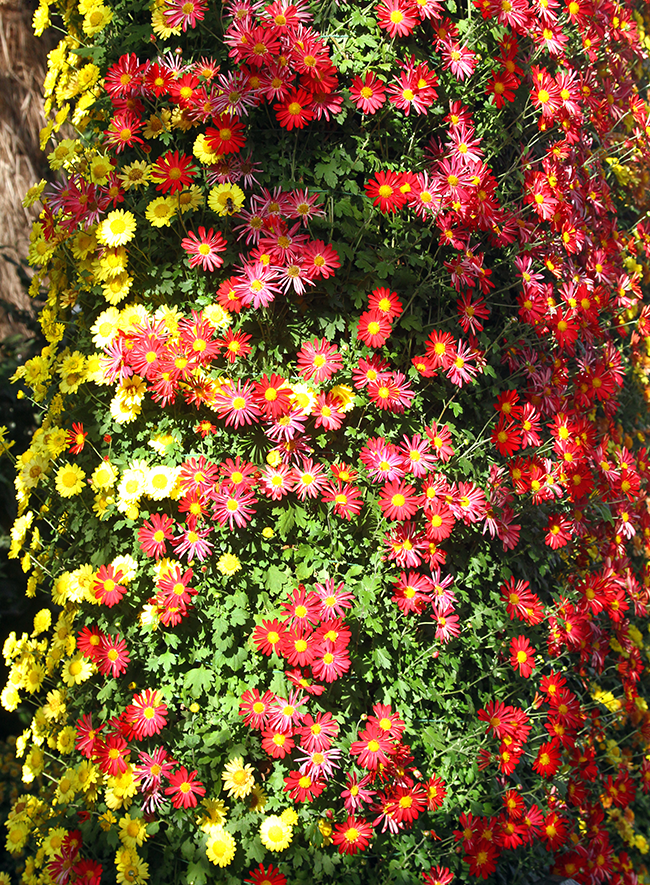 Kiku At The NY Botanical Garden | rolala loves