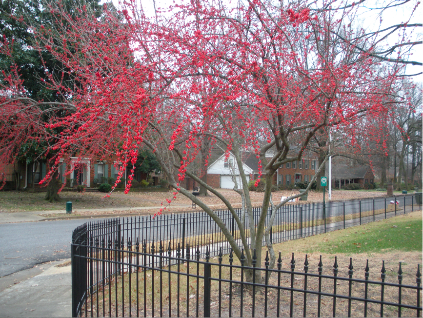 Memphis Trees