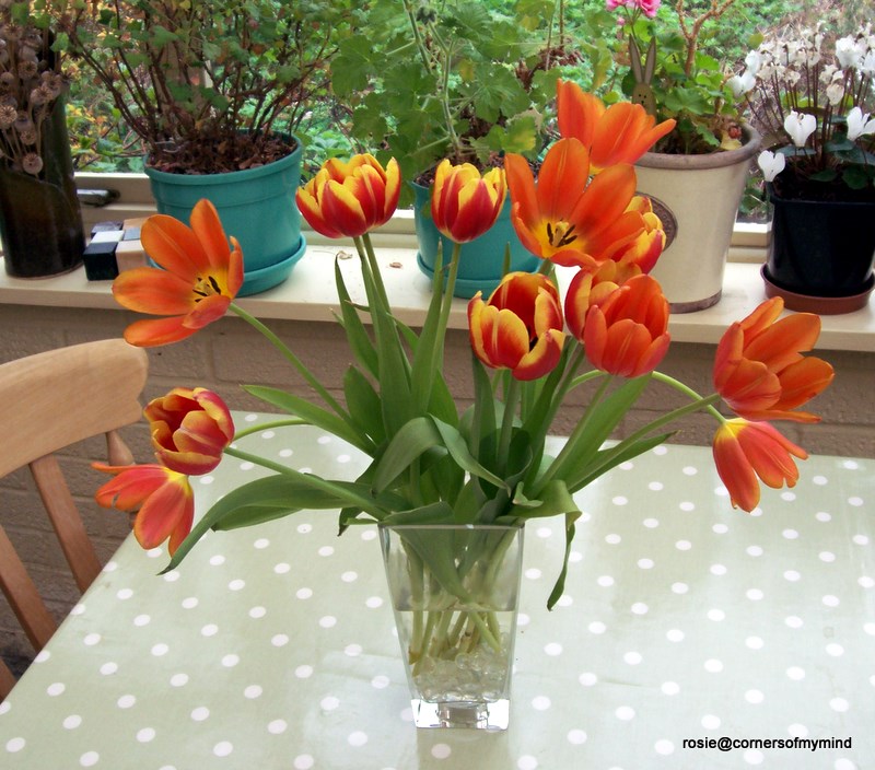 Corners of my Mind: Tulips