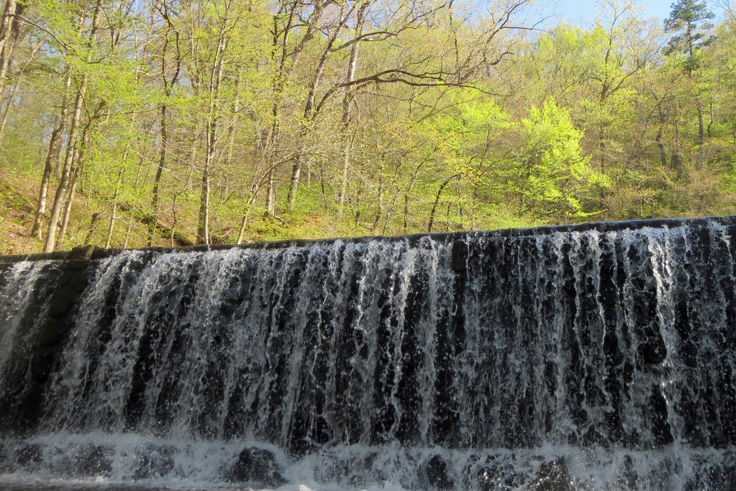 An Arkies Musings: Shady Lake and Bard Springs