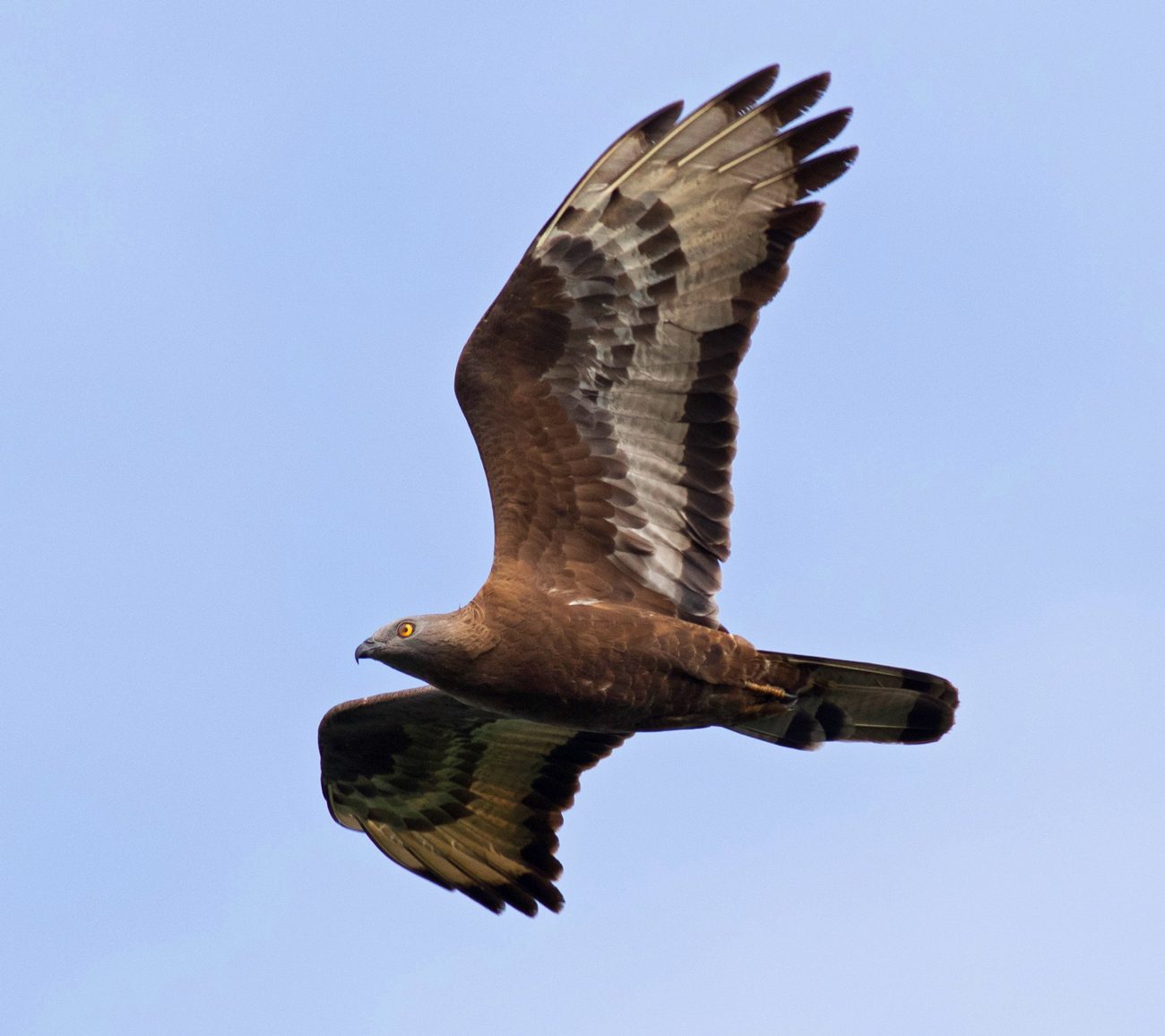 Wright's Wanderings: Honey Buzzard