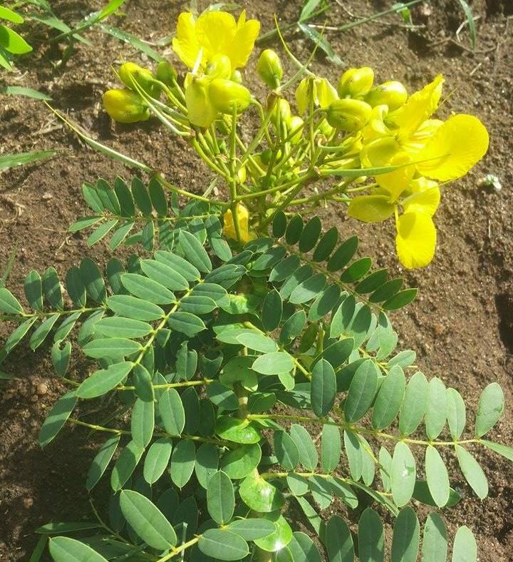 රණවරා [Ranawara] (Cassia auriculata) ~ අපේ ඔසුපැළ Medicinal Plants of ...