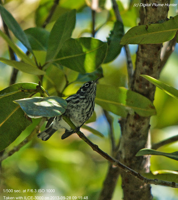 Hunting Digital Plumes in the US and Beyond: Birding Puerto Rico: A ...