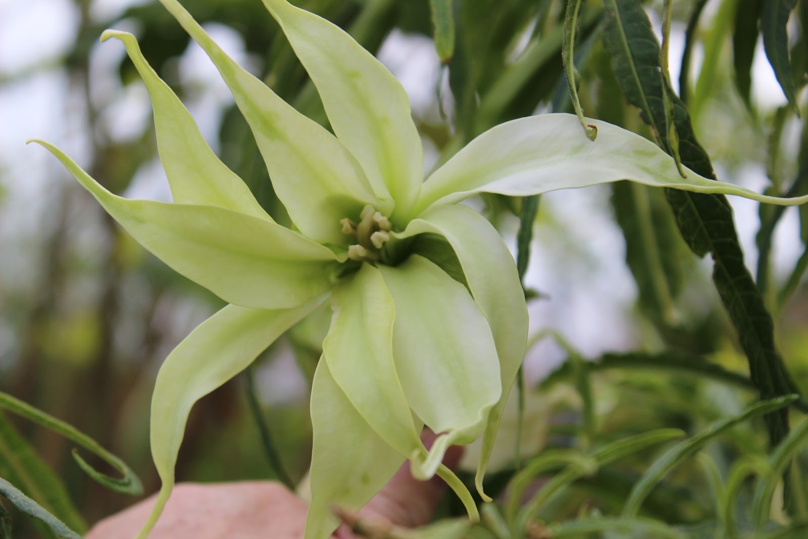 Growing Brugmansias in Victoria.: CULEBRA