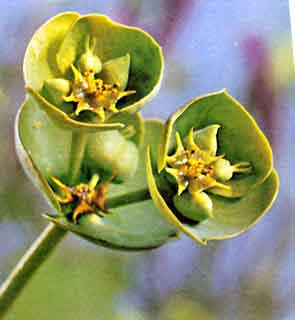 FLORES QUE ENCANTAM O MUNDO: FLORES E SUAS DEFINIÇÕES Racemo ou racimo ...