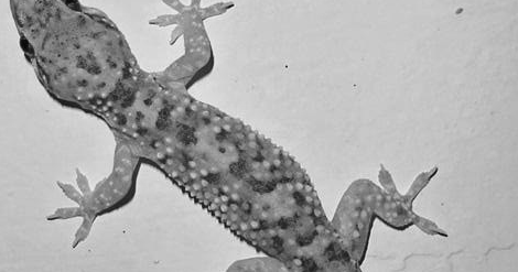 Μολυντήρι ή σαμιαμίδι - αντιμετώπιση