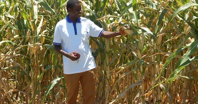 Uhamasishaji wa Wananchi Juu ya Kilimo cha Kisasa, kwa Mazao ya Mahindi ...
