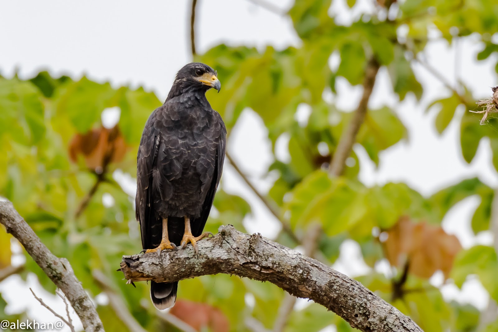 Pájaros, Pajarracos: Gavilán cangrejero negro (CR)