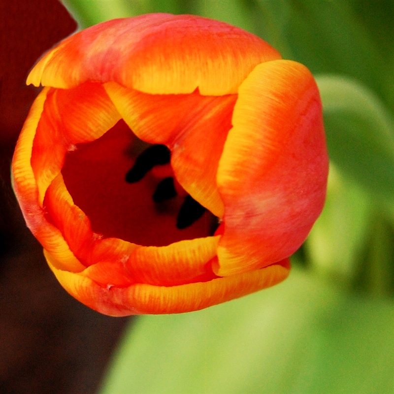 Capadia Designs: Spring Tulips