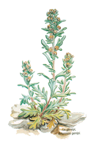 La Razade: La quête du génépi