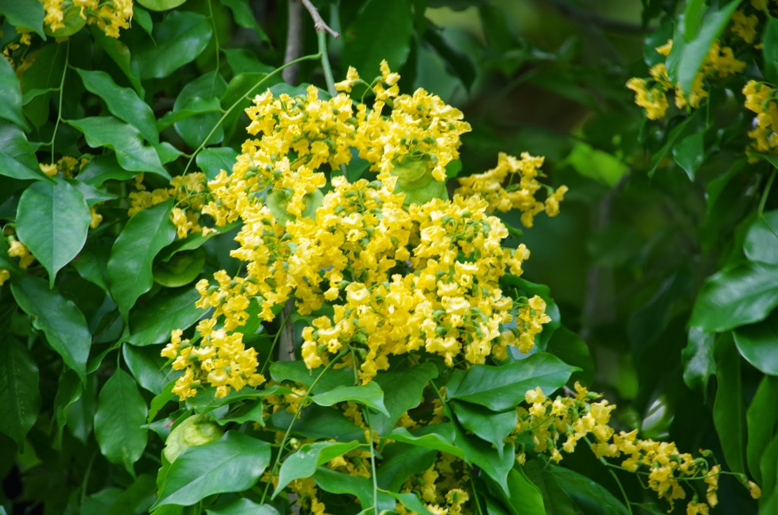 Trees and Plants: Angsana