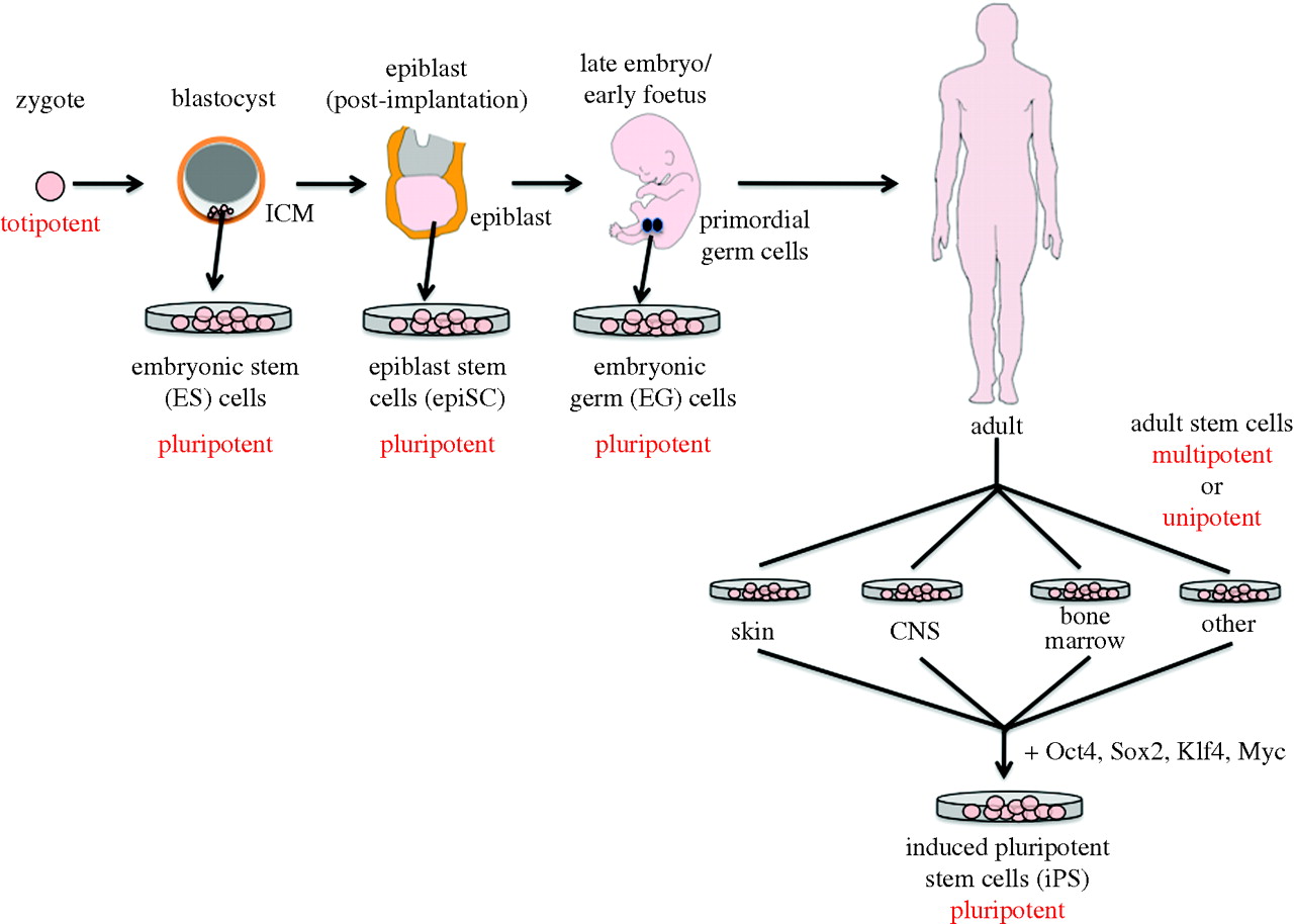 SPONSORED:DO STEM CELLS HELP TO HEAL OUR BODIES? Dr David Ikudayisi ...