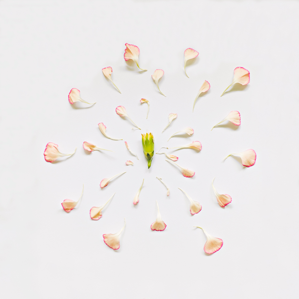 surface fragments: Exploded Flowers