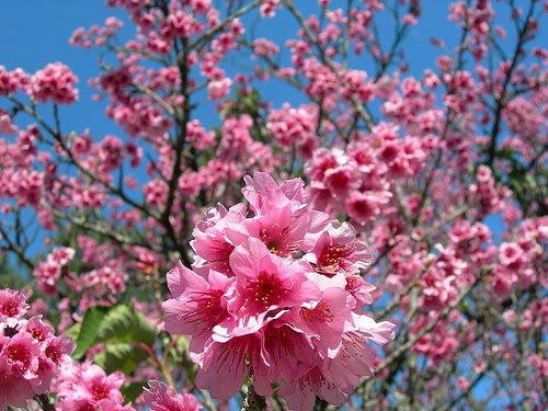 Sakura no Hana