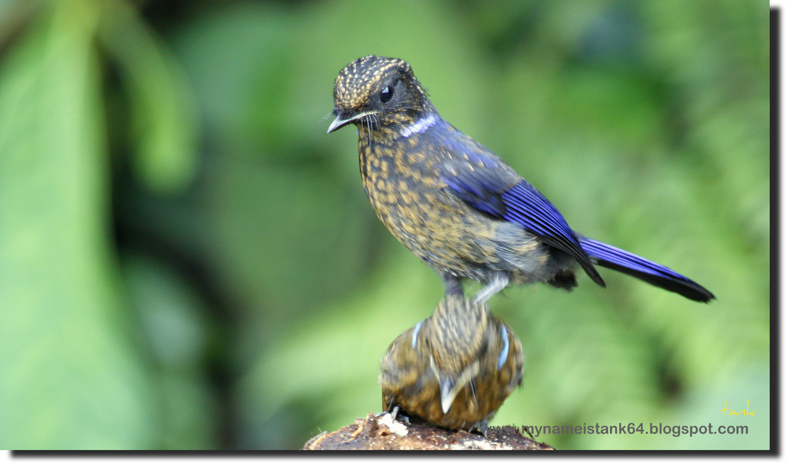 Birds of Malaysia @ mynameistank64: LOve @ the First Sight : U Kali