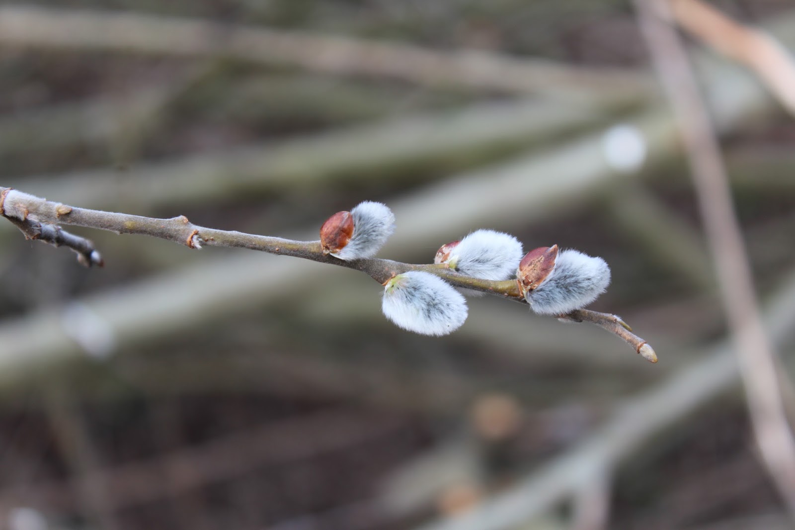 U Ilonky: Kočičky....