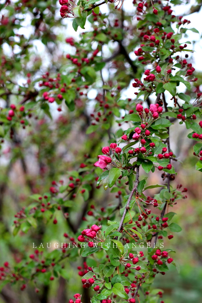 laughing with angels: The Centurion Crabapple tree