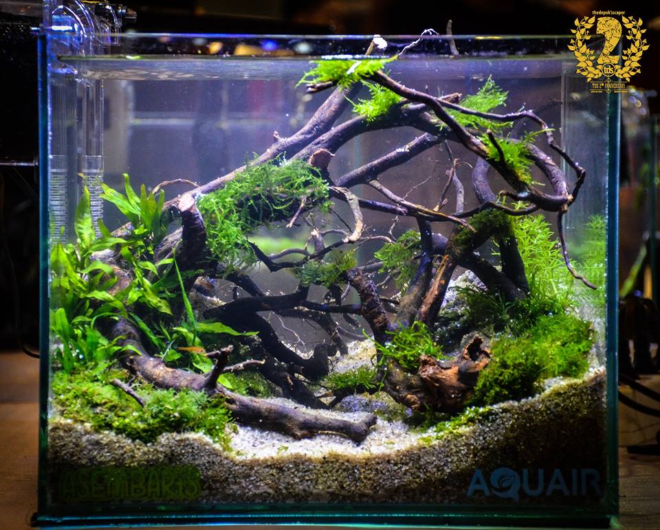 Kontes TDS Aquascape Individual Battle 2016 Gambar Aquascape