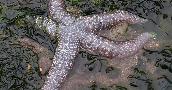 Rusty Ring: WW: Mottled starfish