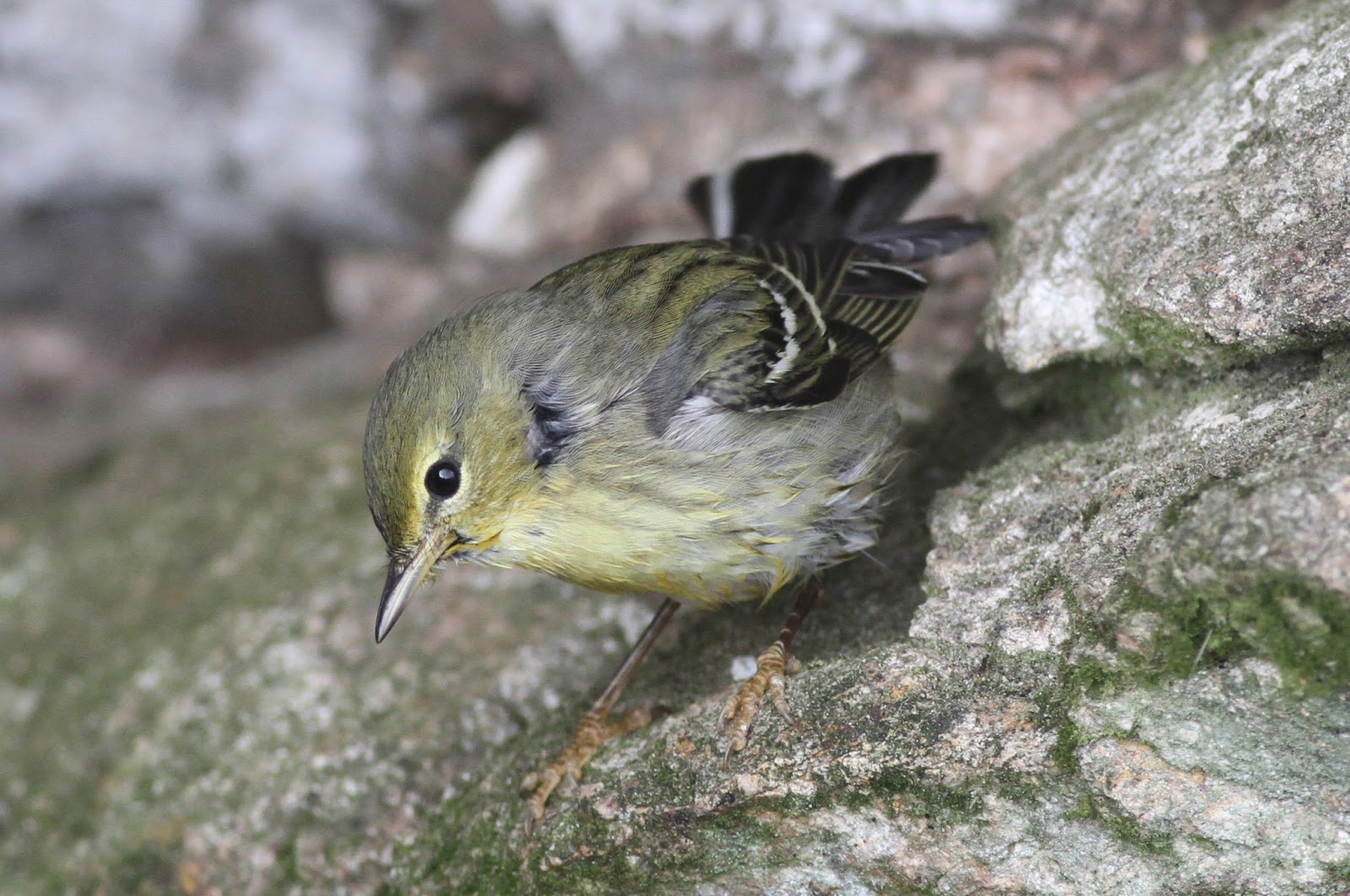 BIRD CRUSHER: Farewell SEFI Crushes