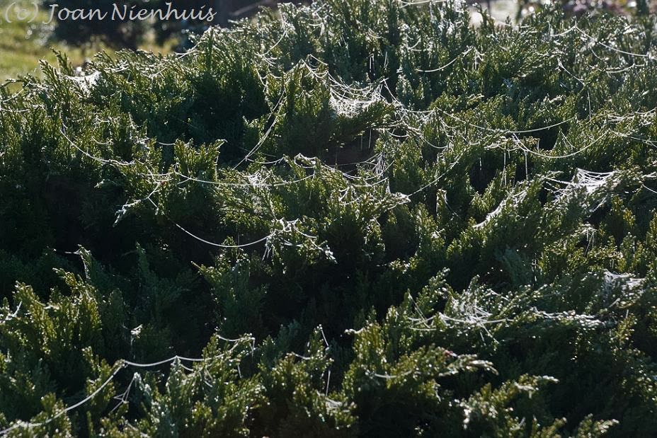 Pacific Northwest Photography: Fog Drenched Spider Webs