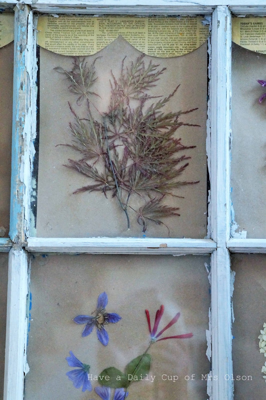 Botanical Window - Have a Daily Cup of Mrs. Olson