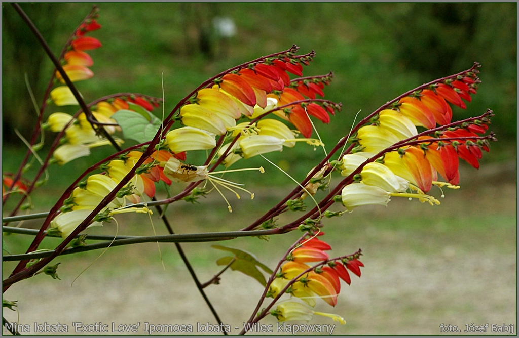 Plant Gallery - Encyklopedia Roślin: Mina lobata 'Exotic Love' Ipomoea ...