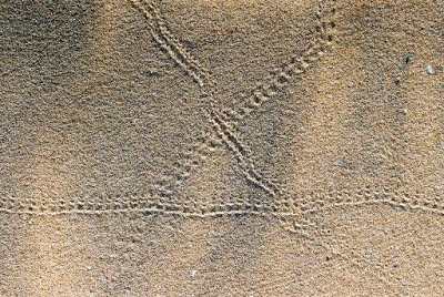 Archimedes Notebook: Tracking Insects