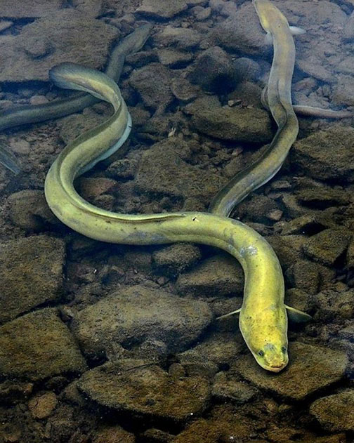 SUMMER-SAILING: Local Eel fisherman & an assortment of traps