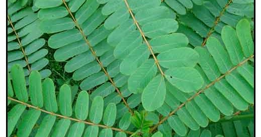 Akapulko (Sunting) -- herbal plant ~ PlantHub