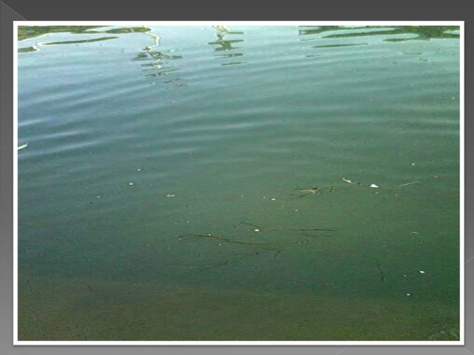 ziarat of Iraq: Nahr al Furat/ Euphrates River (Karbala- Iraq)