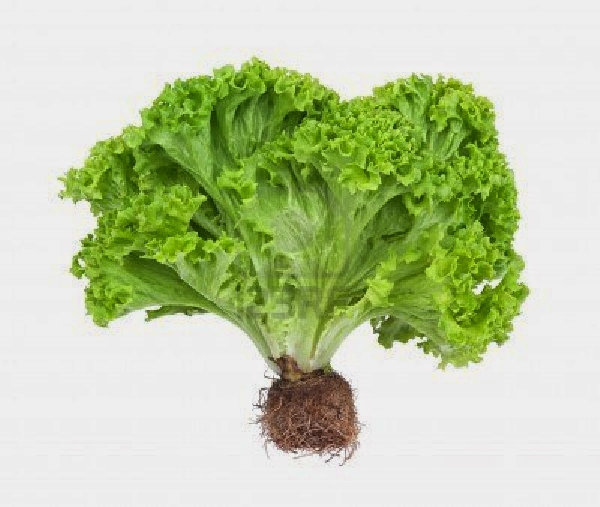 Wisdom: Manfaat dan Kandungan Daun Selada / Lettuce / Lactuca sativa