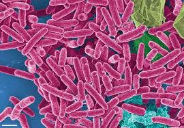 Teenoz Health Analyst: IDENTIFIKASI PSEUDOMONAS