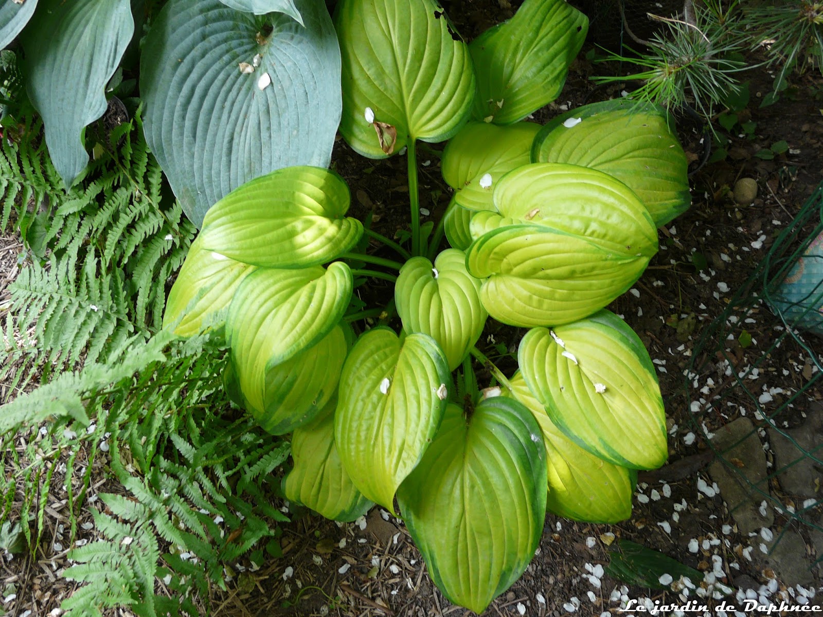 Le jardin de Daphnée