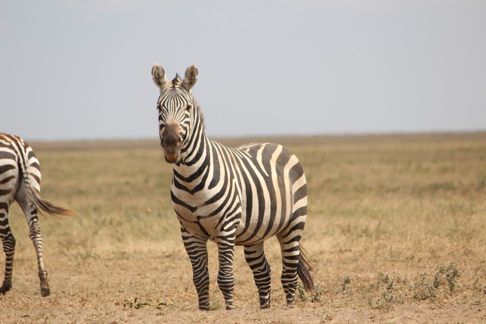 Tonymann Tours&Safaris: Our favourite animal of this week:ZEBRA