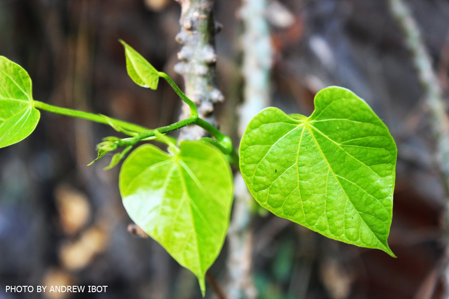 Ako si ANDREW IBOT!: Makabuhay (Tinospora rumphii Boerl)