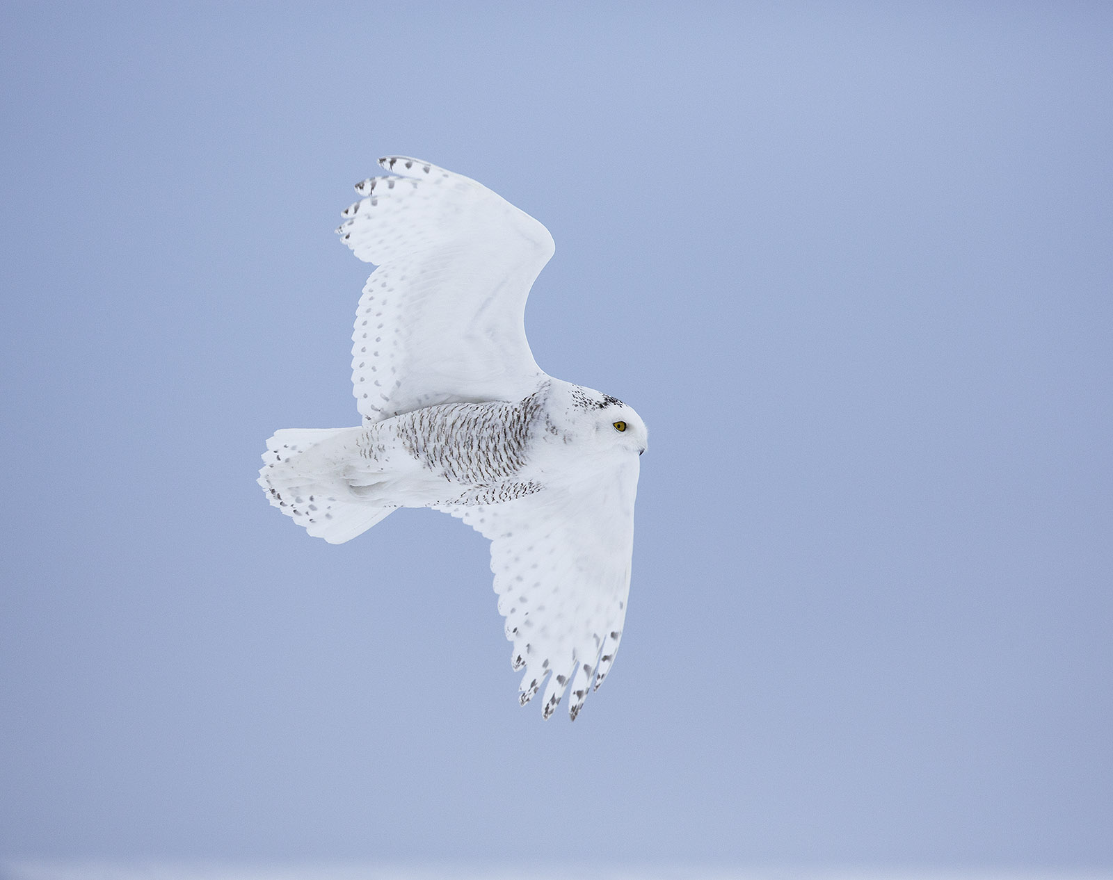 pewit: cold light Snowy Owls