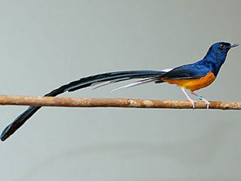 BEBERAPA JENIS BURUNG MURAI BATU (MURAI BATU MEDAN, MURAI BATU ACEH ...