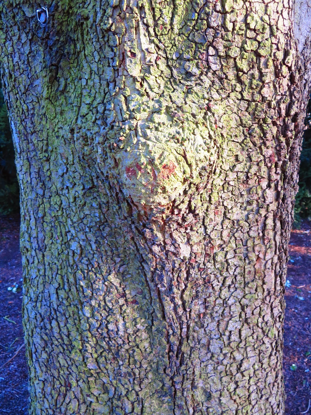 2014/2015 Plants Blog: Quercus ilex - Holm oak