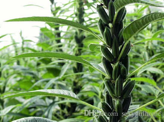 Flora de Puerto Rico Ilustrada Papo Vives: PEDALIACEA SESAMUM INDICUM ...