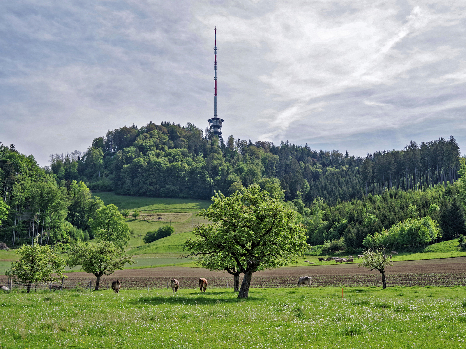 Wanderbare Geschichten: Elefanten Safari am Bantiger