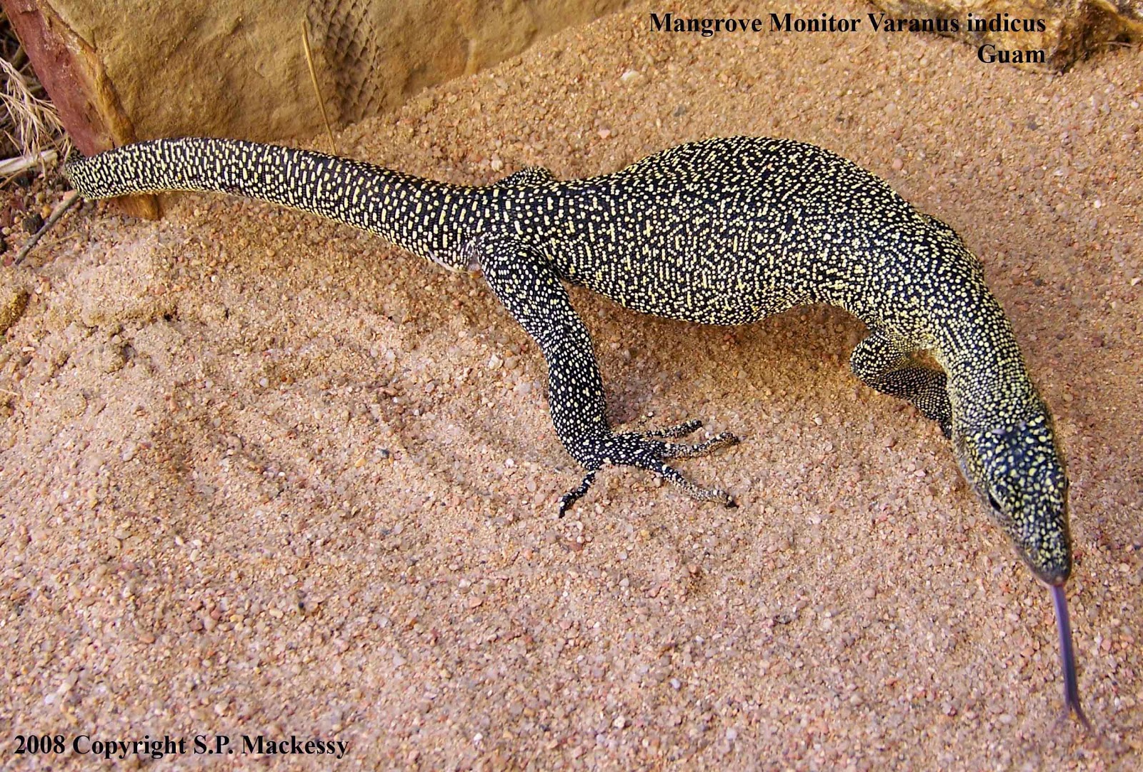 Jenis - jenis atau Macam - macam Varanidae / Varanus / Varanatic ...