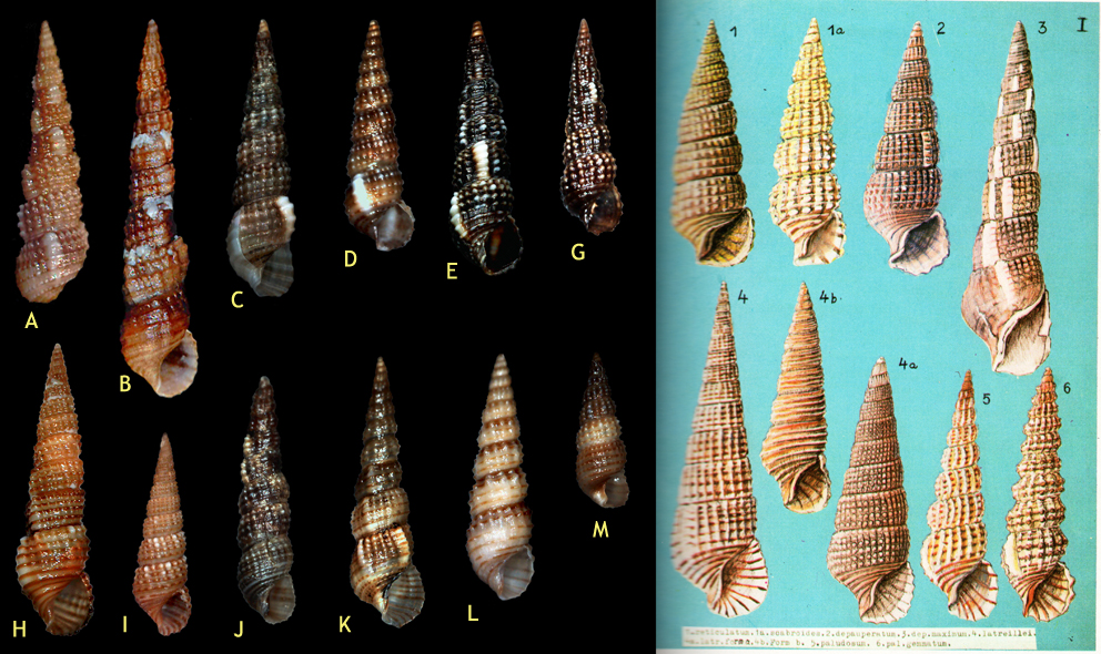 MALACOLOGÍA MEDITERRÁNEA: Bittium