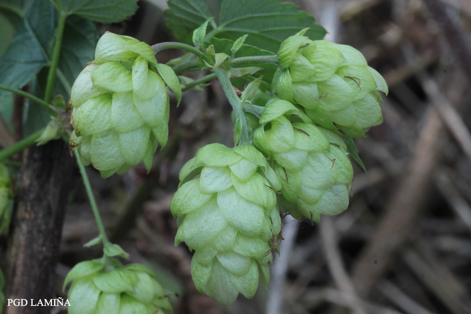 HUMULUS LUPULUS. lúpulo.
