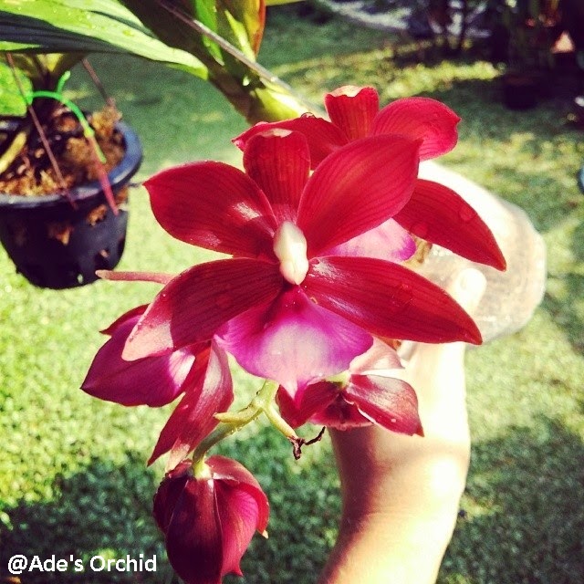 Ade's Orchid: Cycnodes Wine Delight