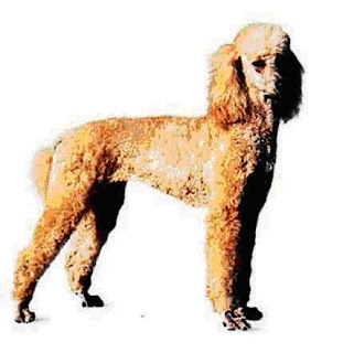 K R U H Y: Populárne druhy psov IV.