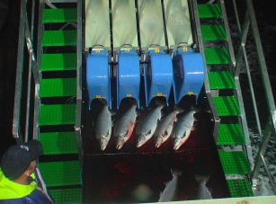 SmartAqua Forum: Responsible Sourcing: Ensuring Fish Quality and ...