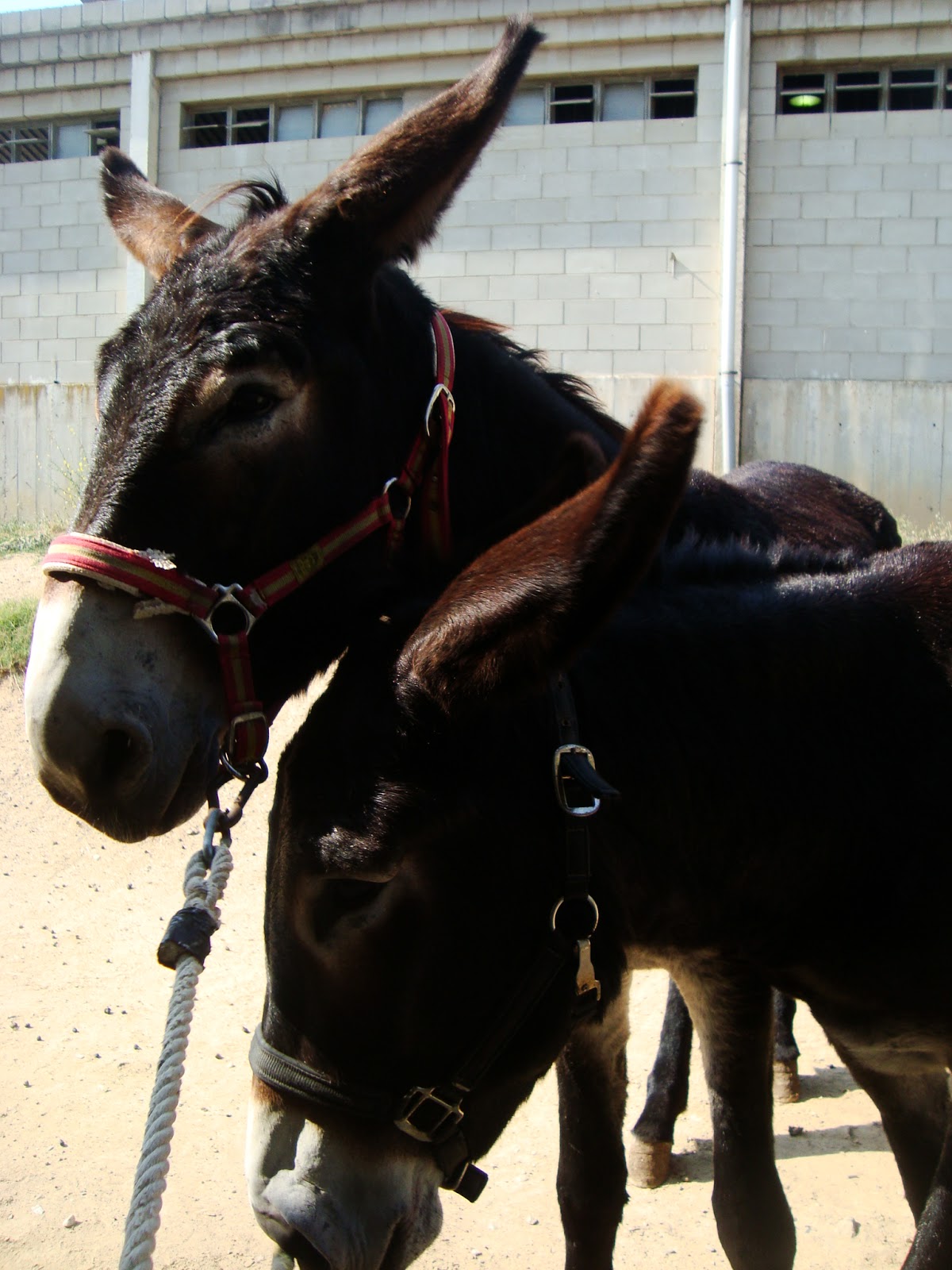CATALONIAN DONKEYS' REPRODUCTION AT AUTONOMOUS UNIVERSITY OF BARCELONA ...