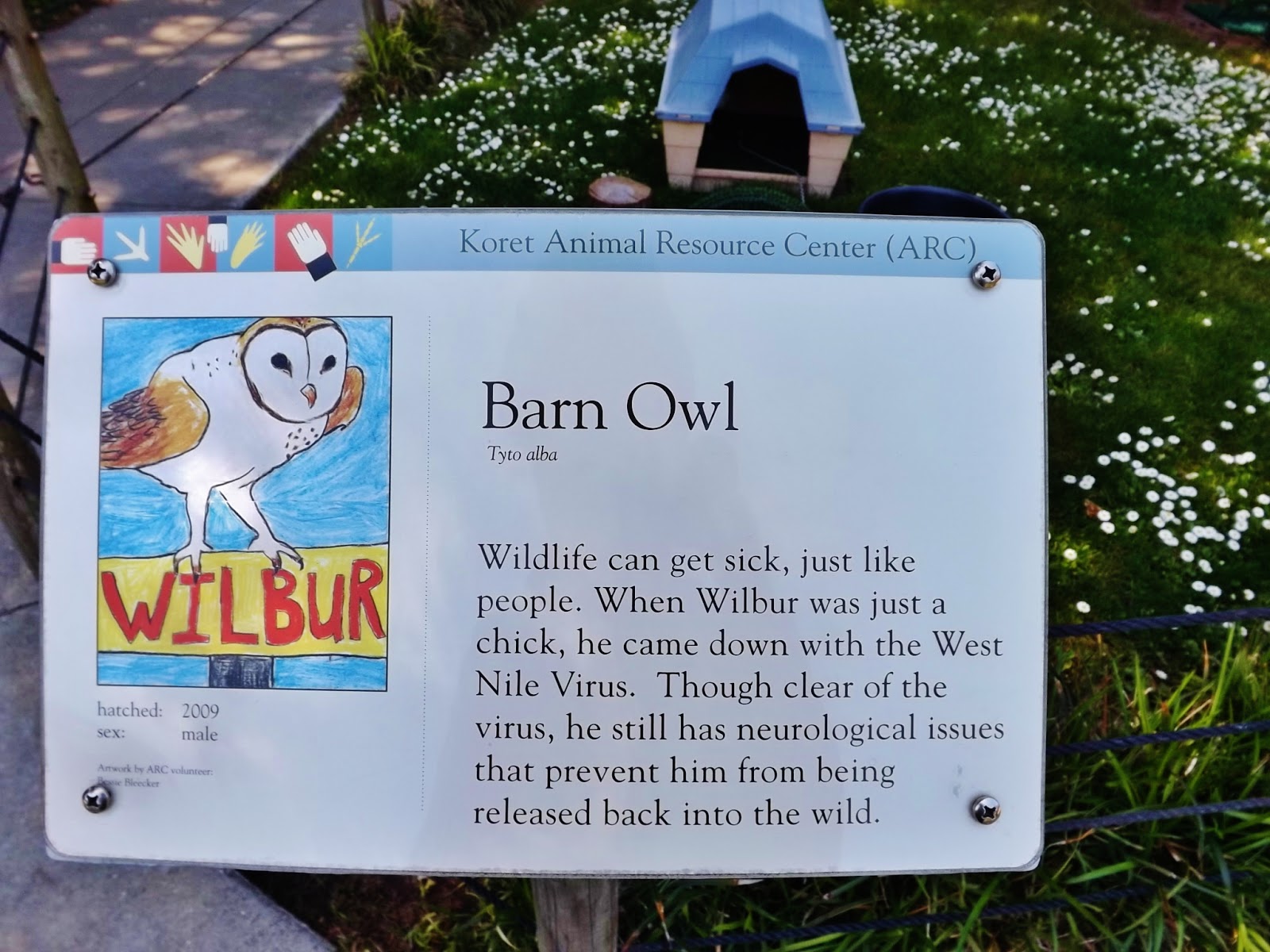 Camera Critters #265 and Wild Bird Wednesday Meet Wilbur The Barn Owl