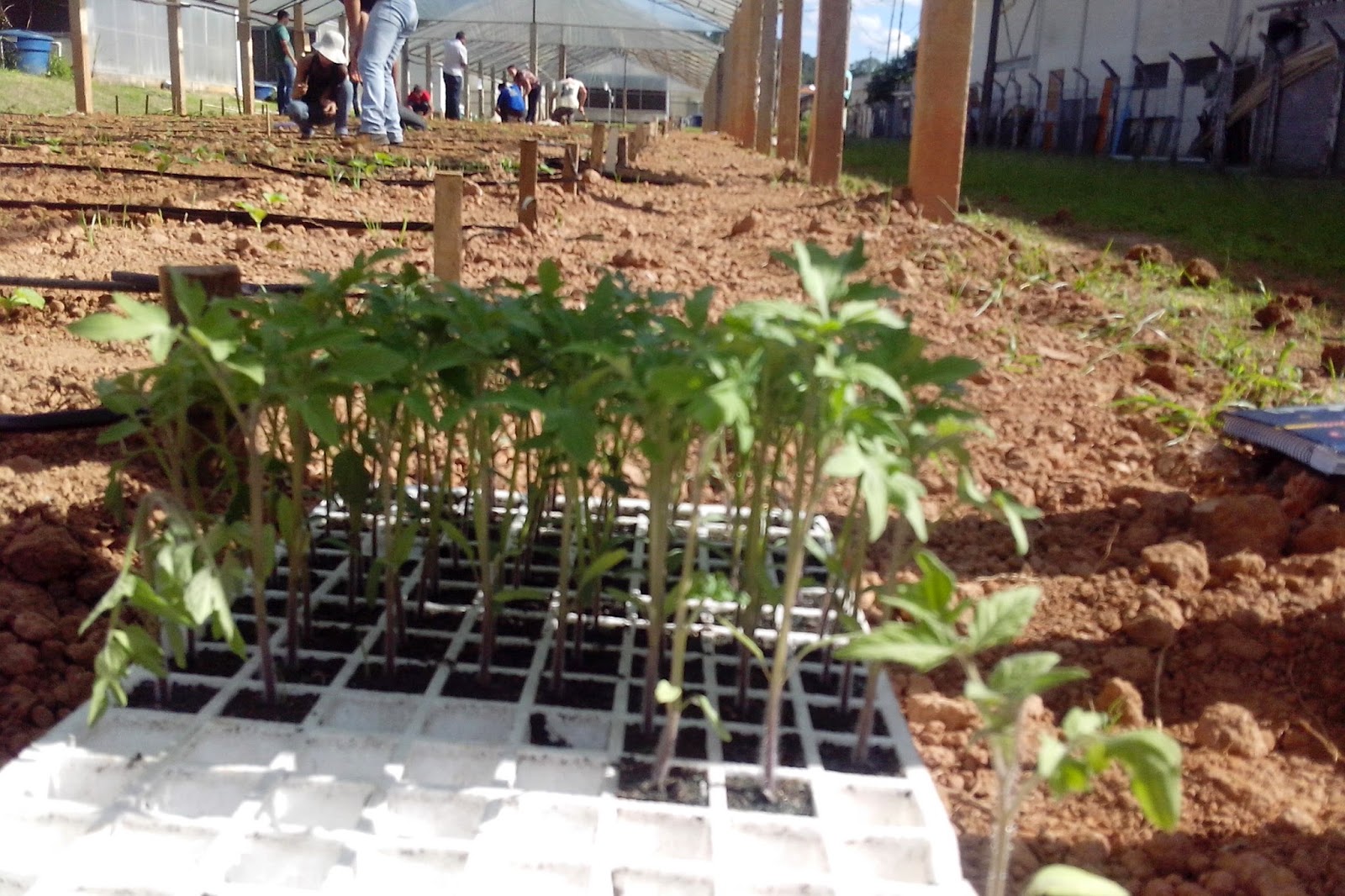 Transplantio de Mudas ~ Cultivo de Tomate: passo a passo